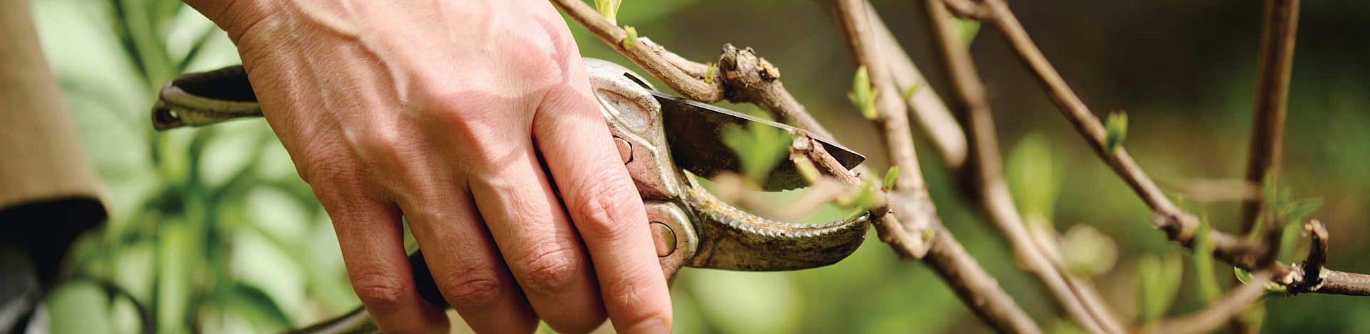 He Cleans by Pruning | Perfect Word Ministries - Messianic Jewish Bible ...